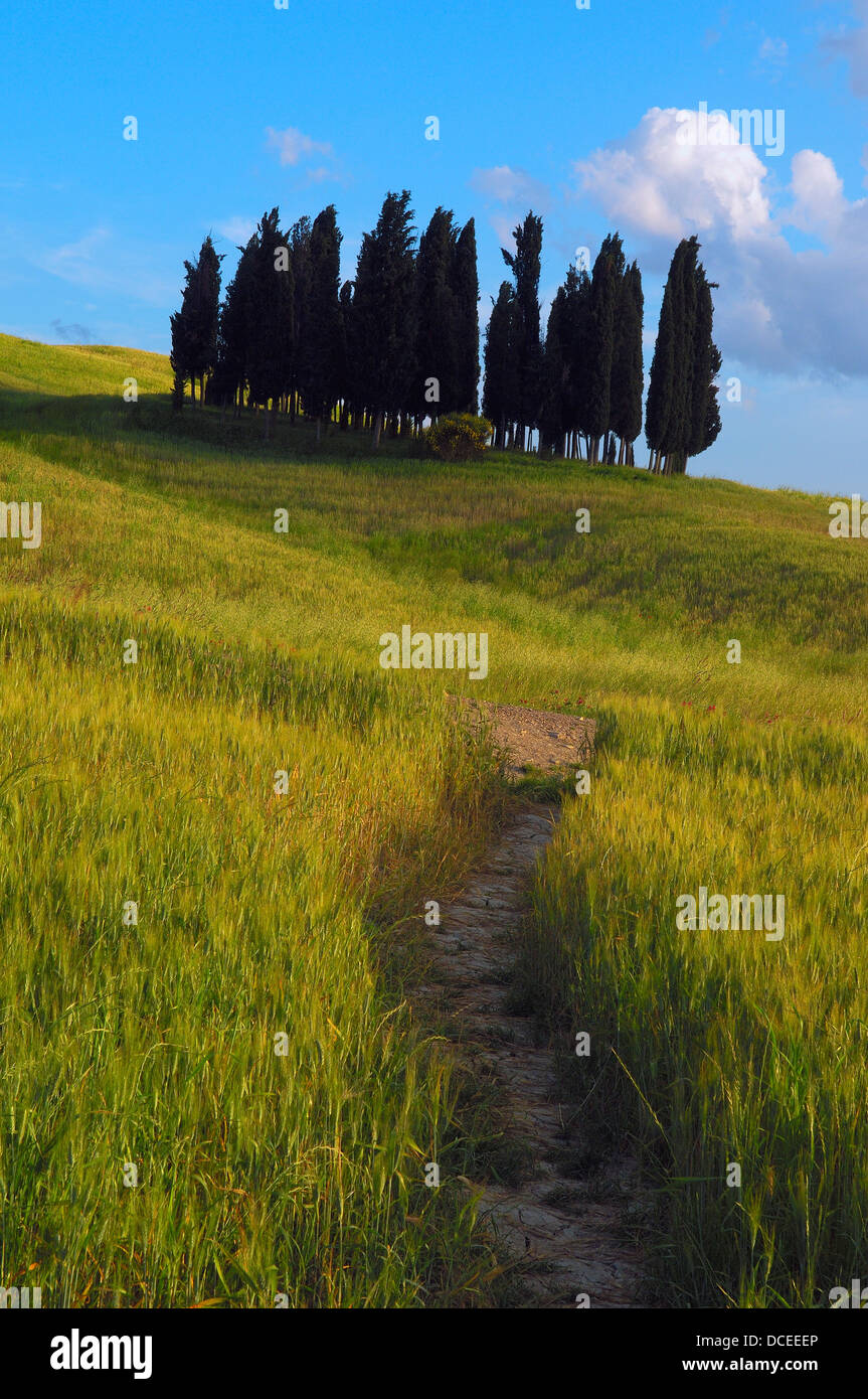 Val d'Orcia, Orcia Valley, UNESCO World Heritage Site, Cypress trees ...