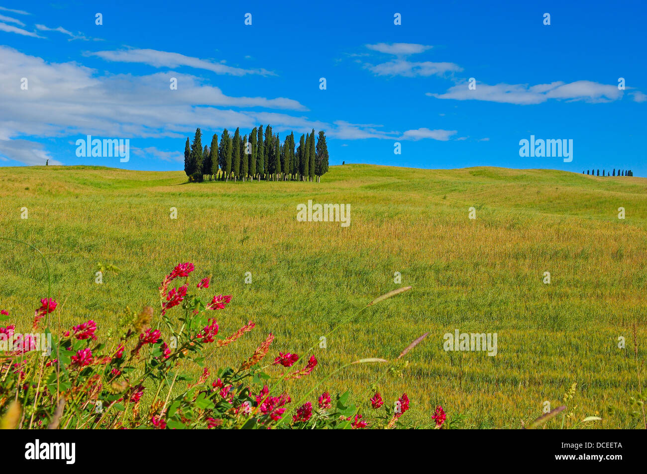 Val d'Orcia, Orcia Valley, UNESCO World Heritage Site, Cypress trees ...