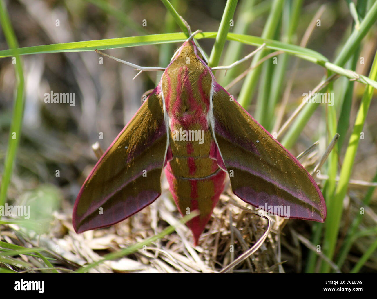 Elephant Hawk-moth (Deilephila elpenor Stock Photo - Alamy