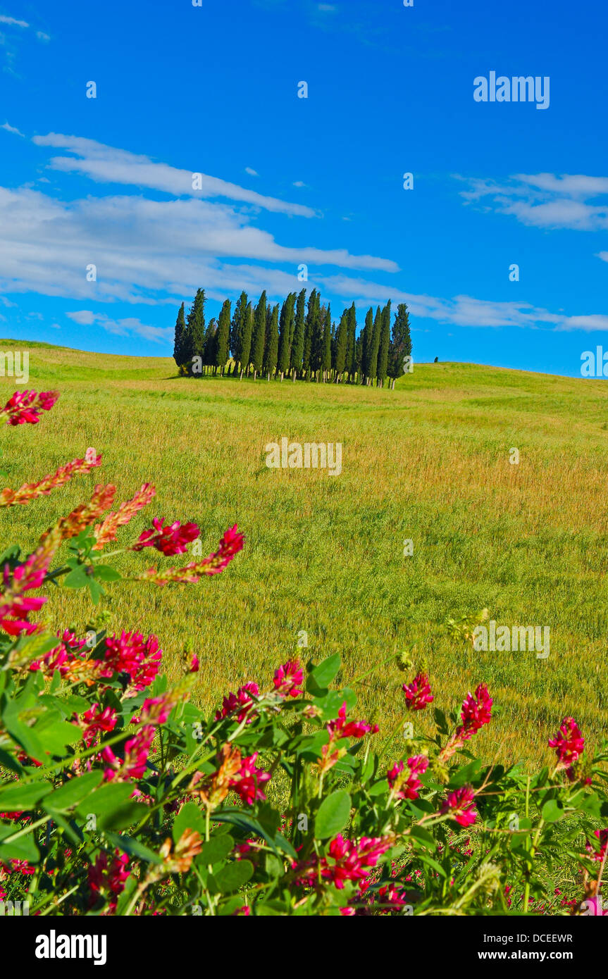 Val d'Orcia, Orcia Valley, UNESCO World Heritage Site, Cypress trees ...