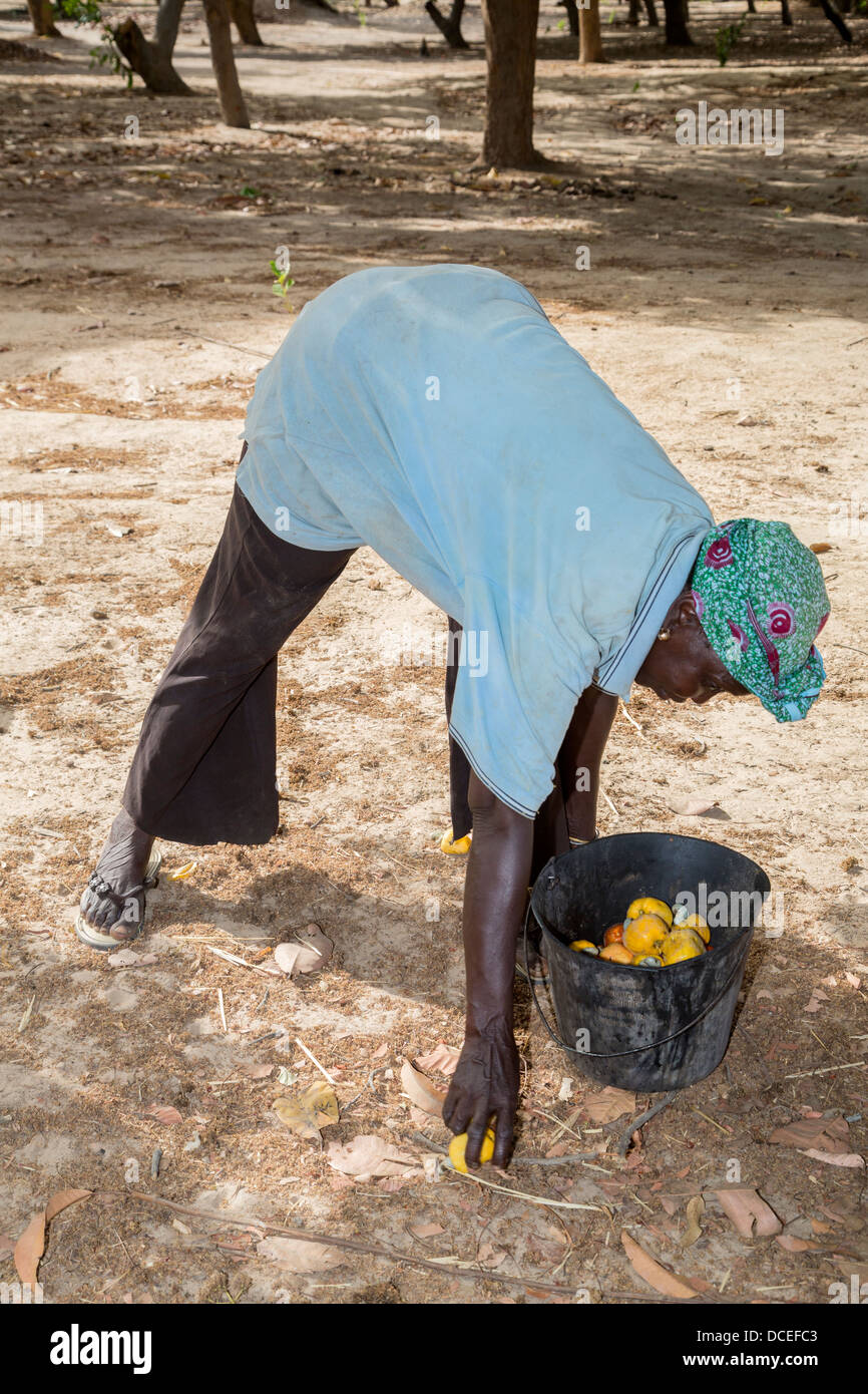 Senegal cashew nuts hi-res stock photography and images - Alamy