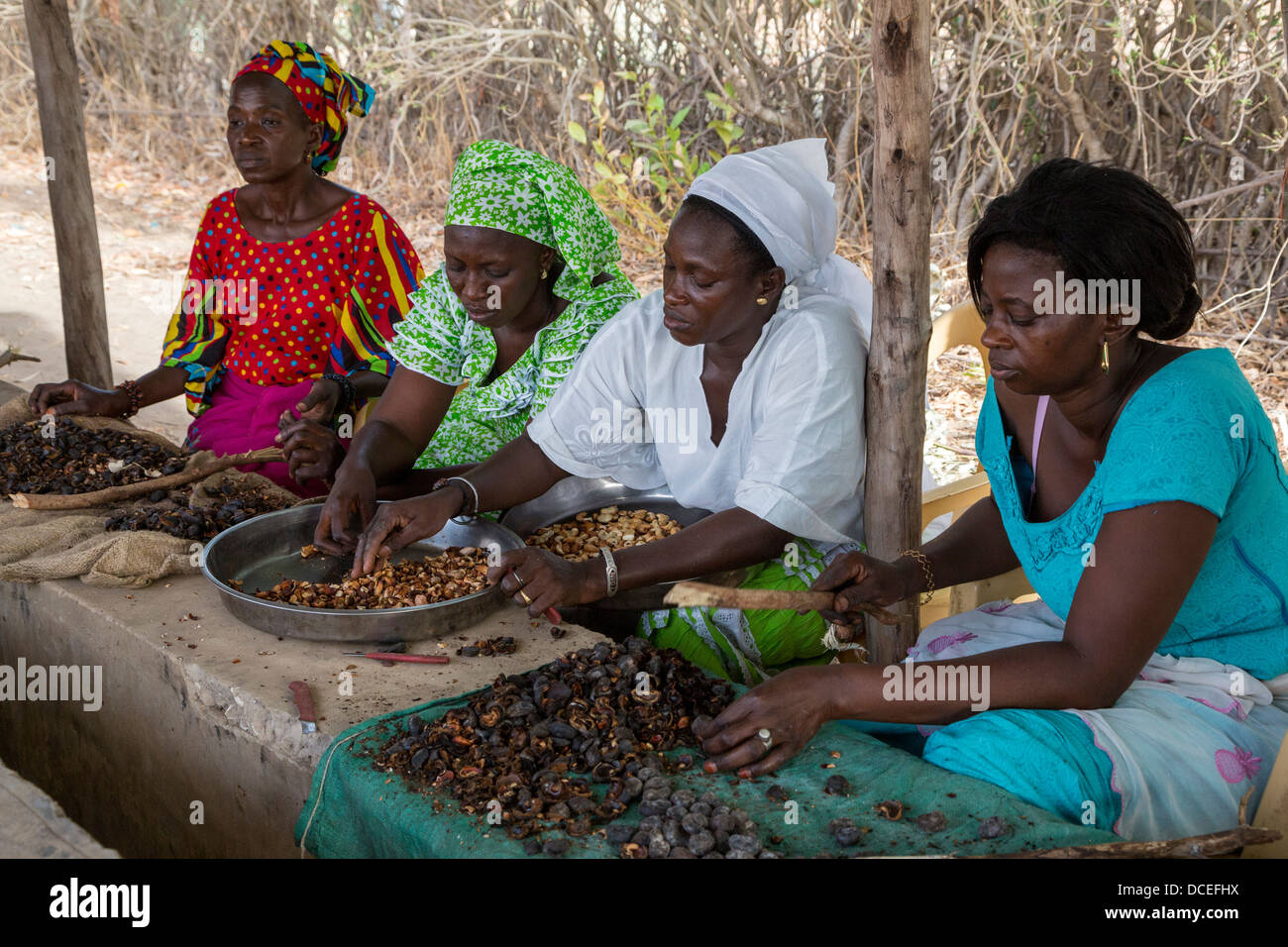 Women's Cooperative Processing Cashew Nuts, Fatick, Senegal Stock Photo ...