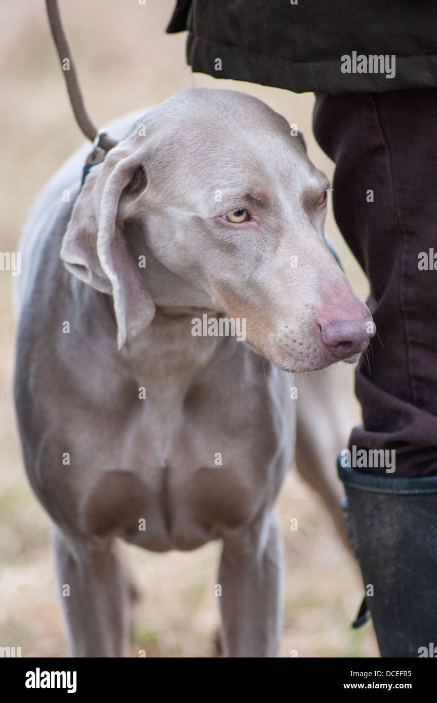 A Weimaraner a Hunter Pointer Retriever (HPR) working gun dog at a HPR ...