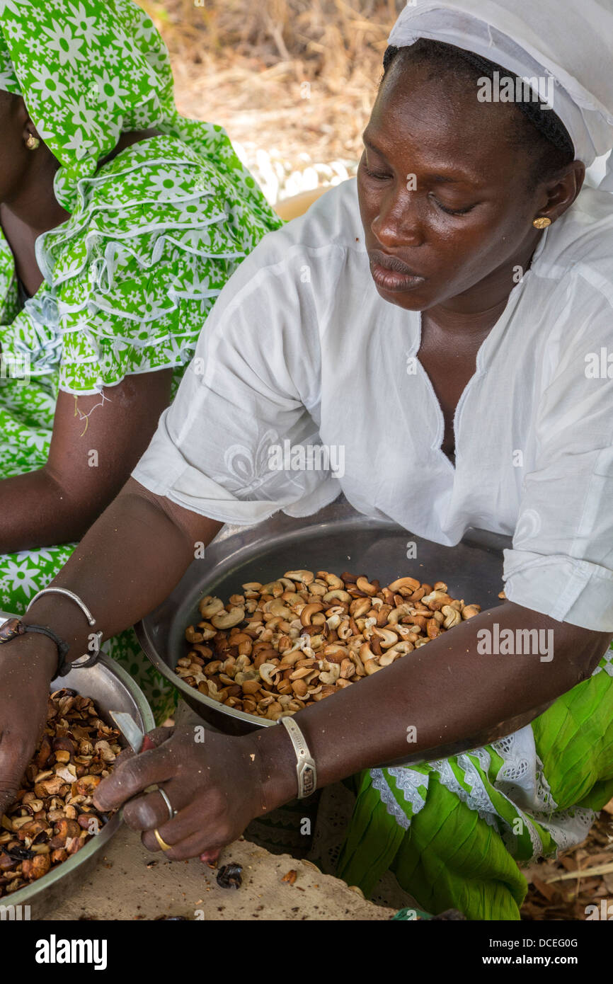 Women's Cooperative Processing Cashew Nuts, Fatick, Senegal Stock Photo ...