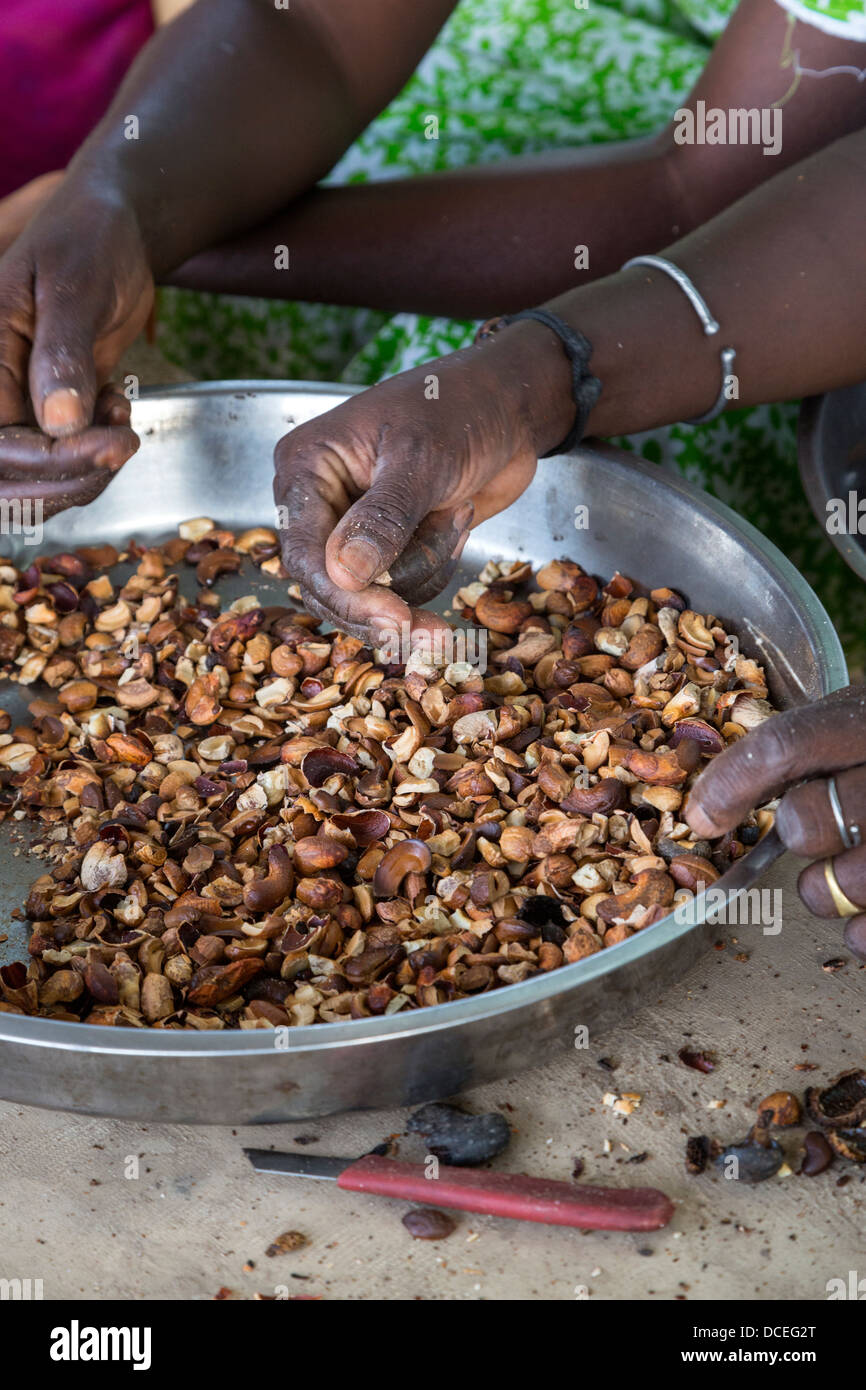 Women's Cooperative Processing Cashew Nuts, Fatick, Senegal Stock Photo ...