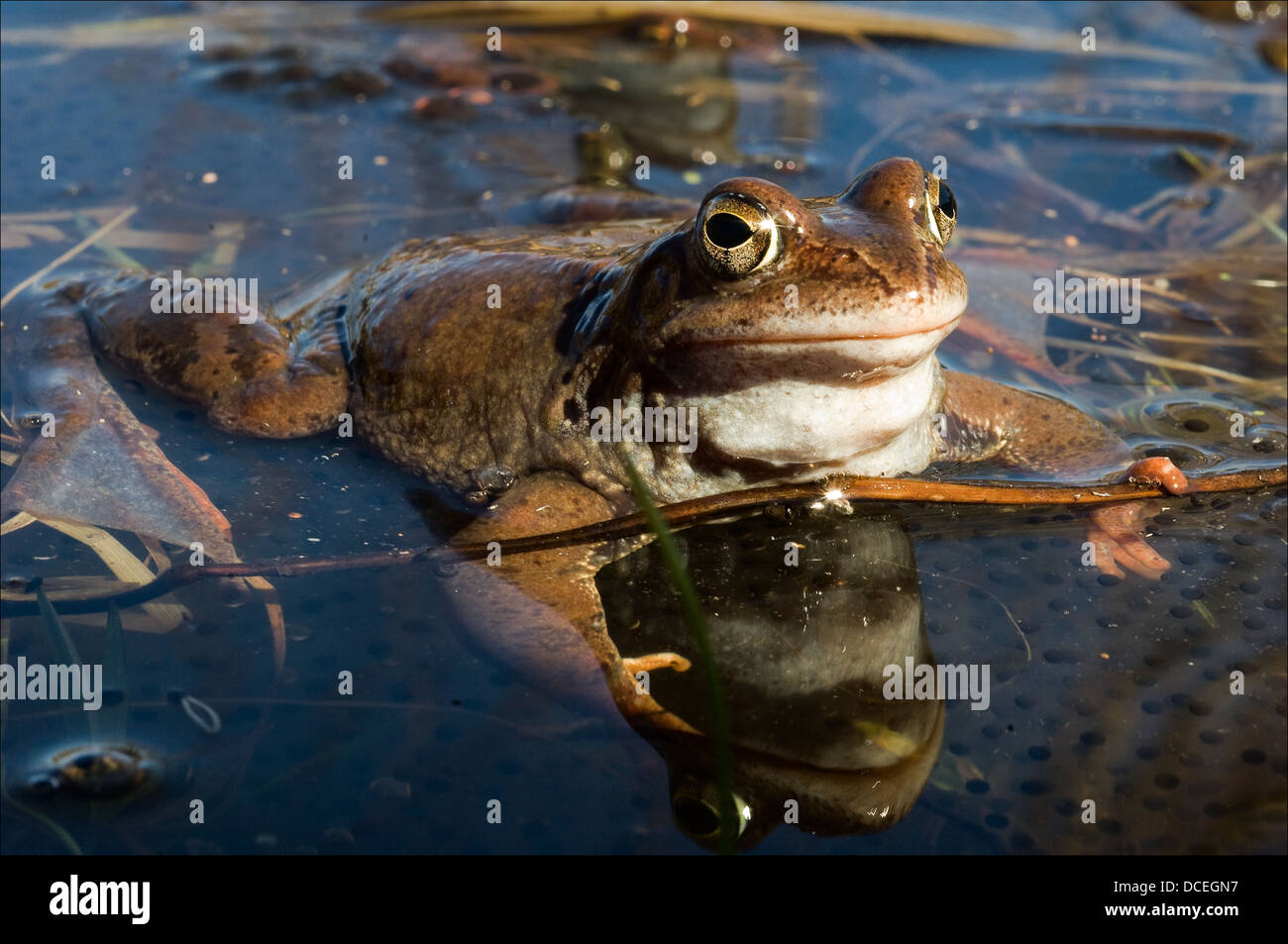 The Common Frog Stock Photo - Alamy