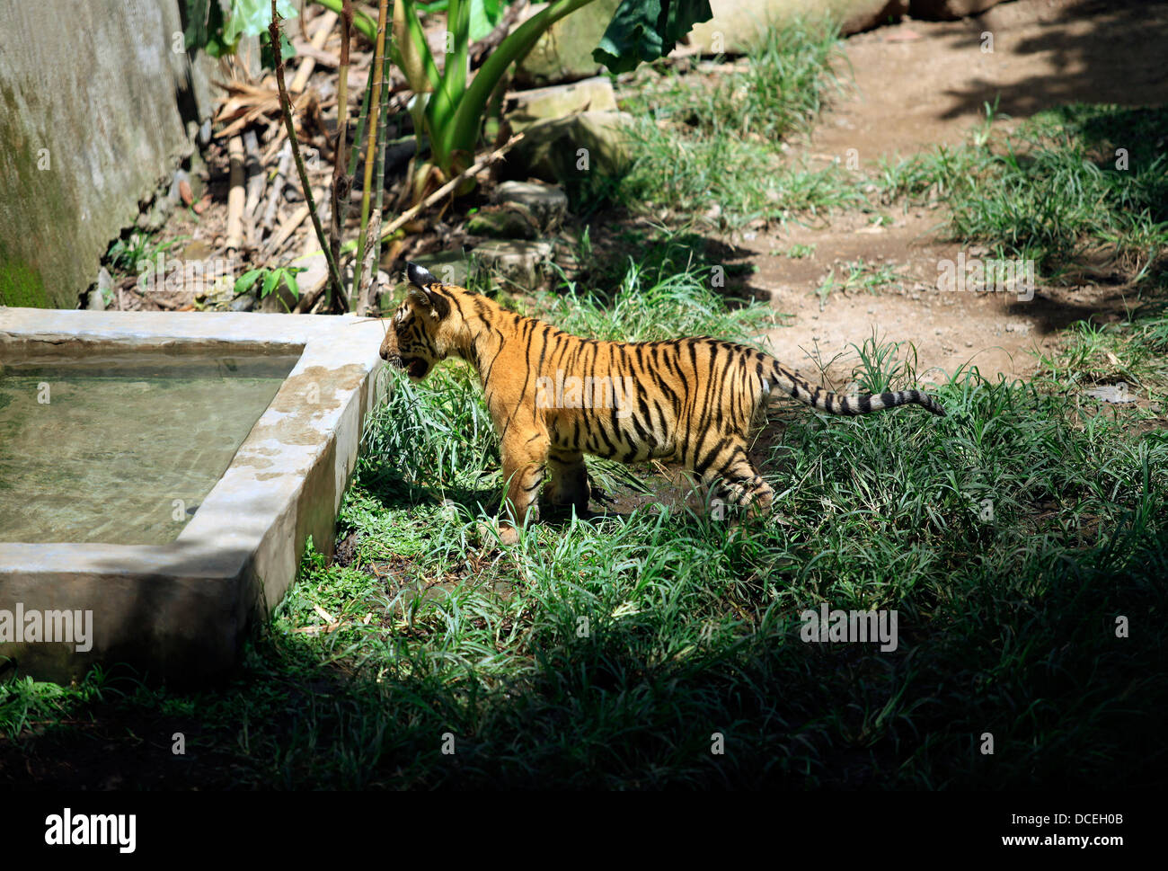 Disappearing animal hi-res stock photography and images - Alamy