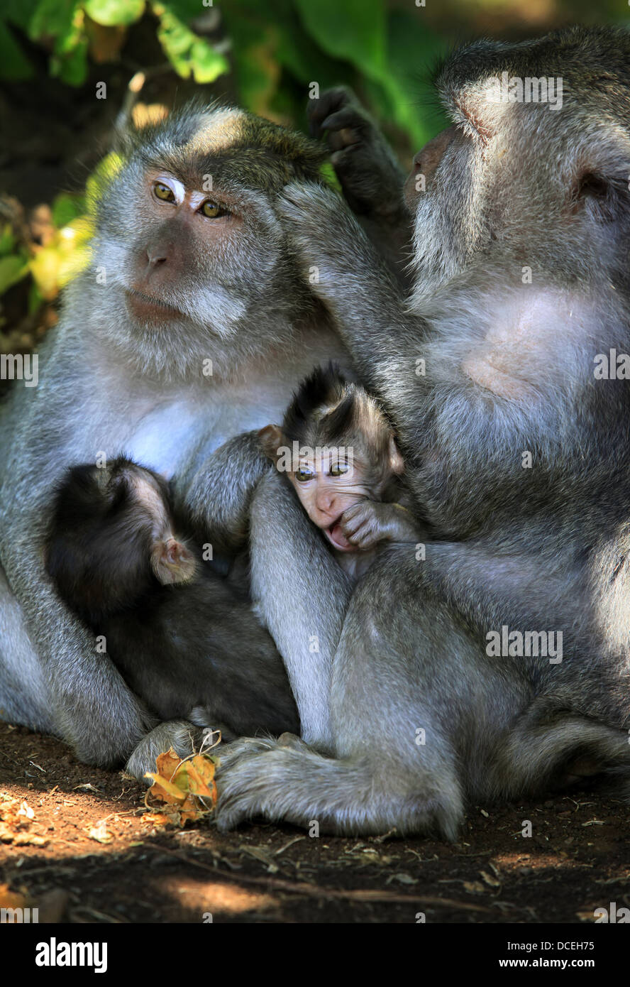 Family of monkeys Stock Photo - Alamy
