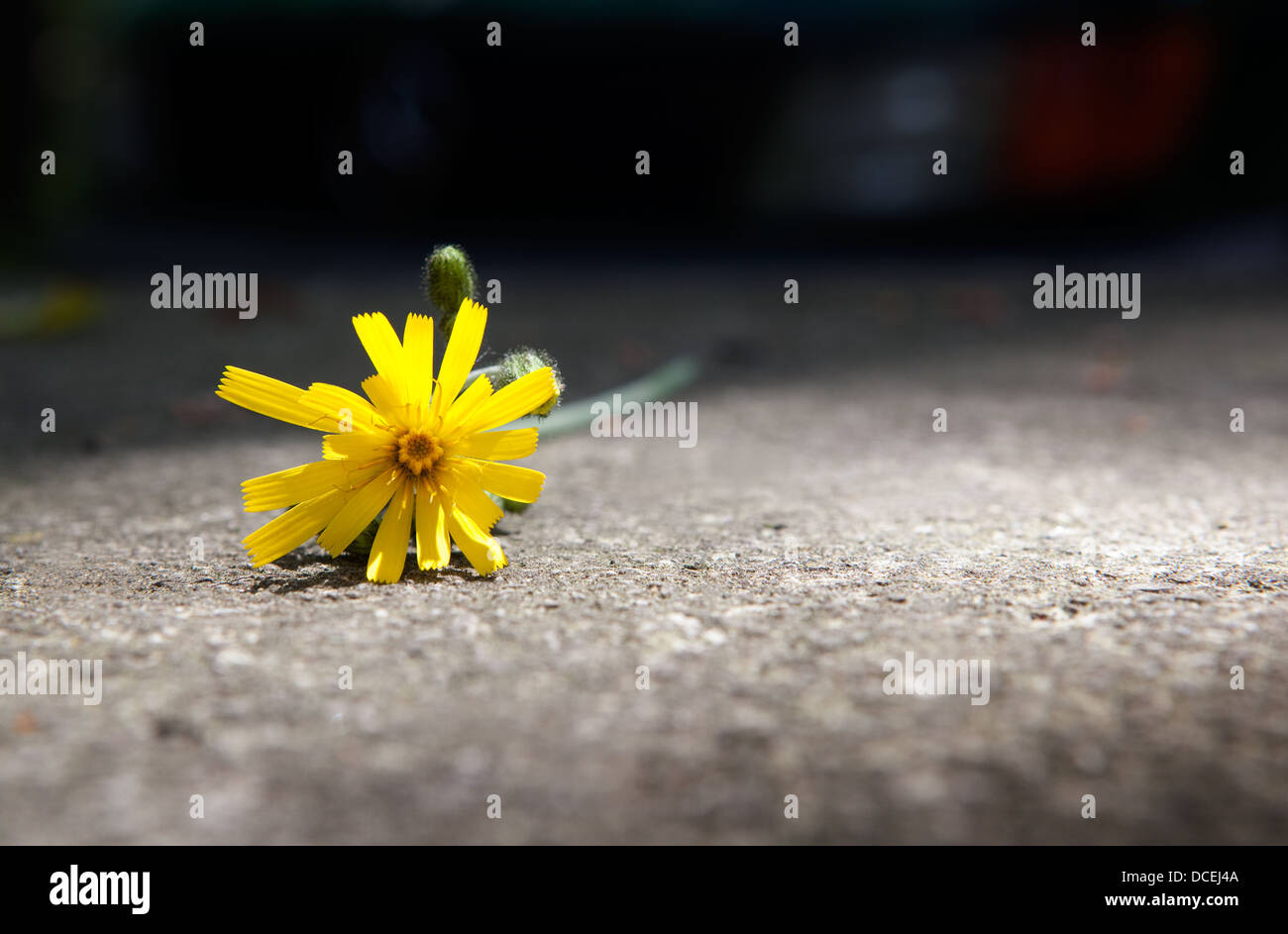 Torn flower hi-res stock photography and images - Alamy