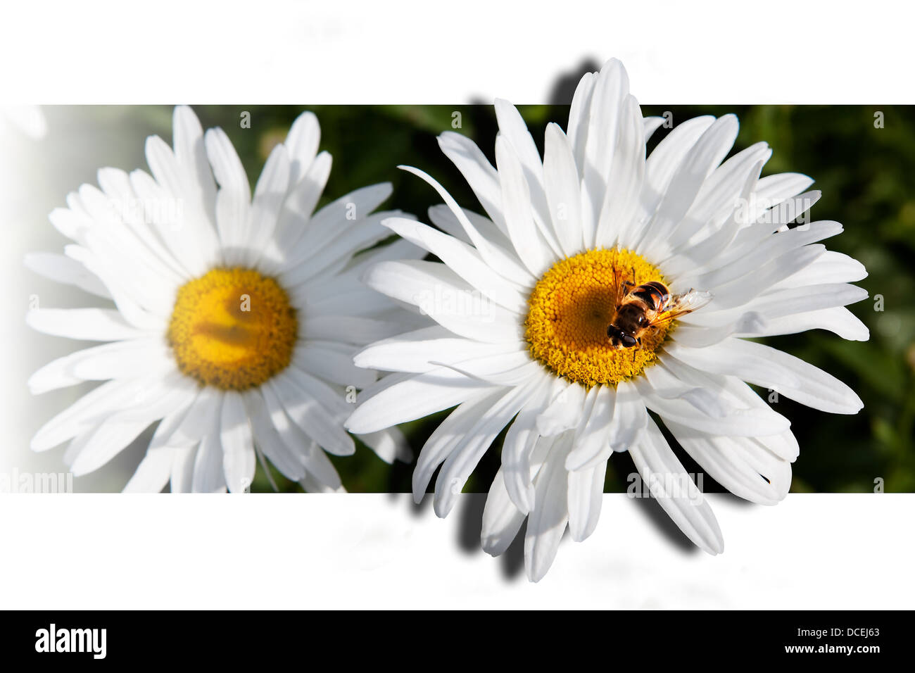 daisy and bee Stock Photo - Alamy