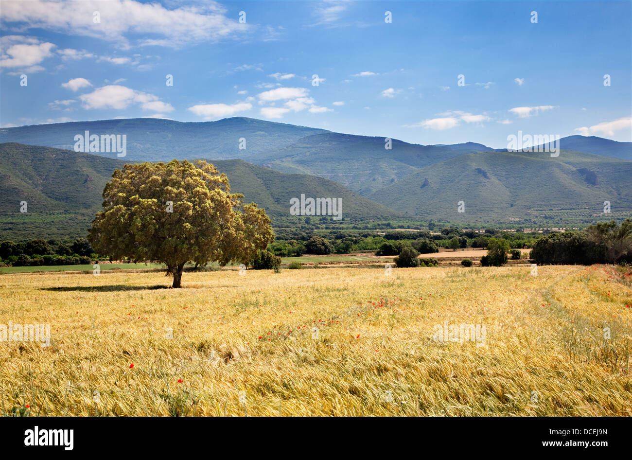 Tree and field Stock Photo - Alamy