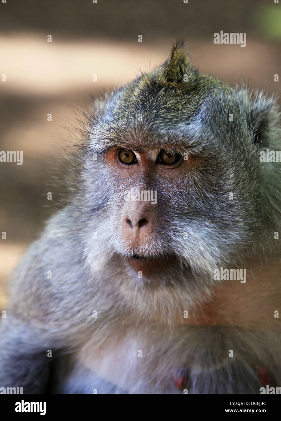 Portrait of the monkey Stock Photo - Alamy