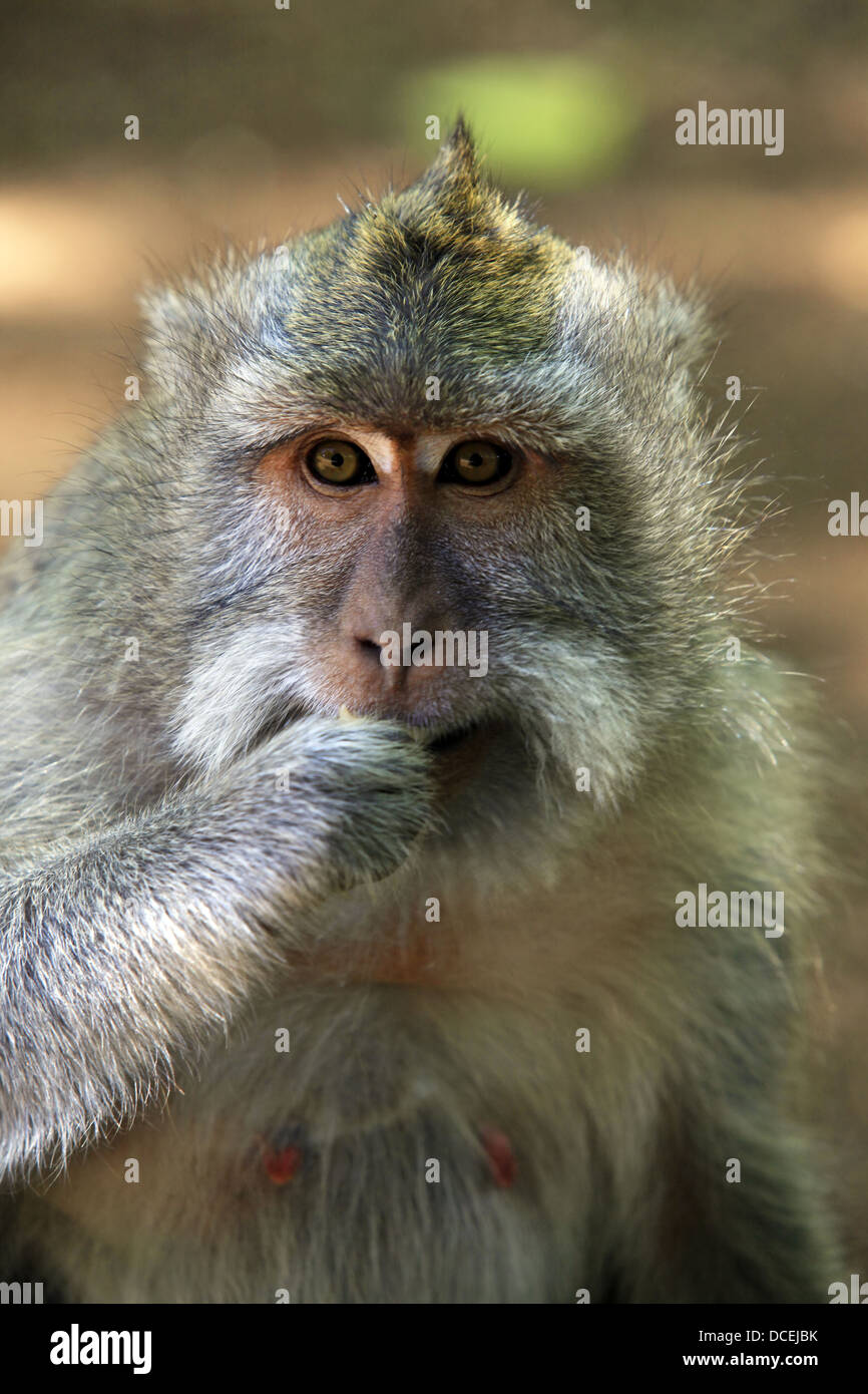 Portrait of the monkey Stock Photo - Alamy