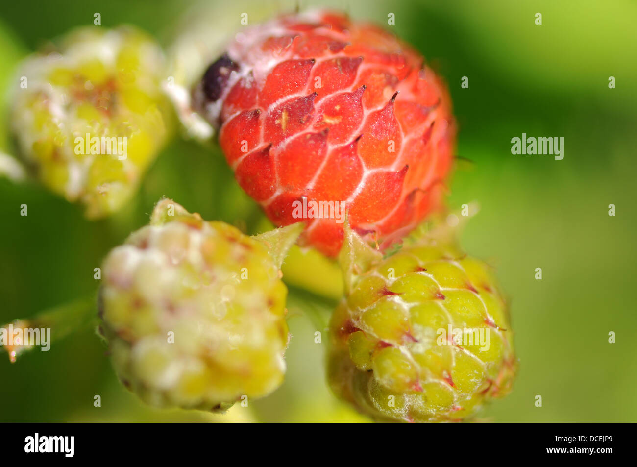 Wild black raspberry hi-res stock photography and images - Alamy