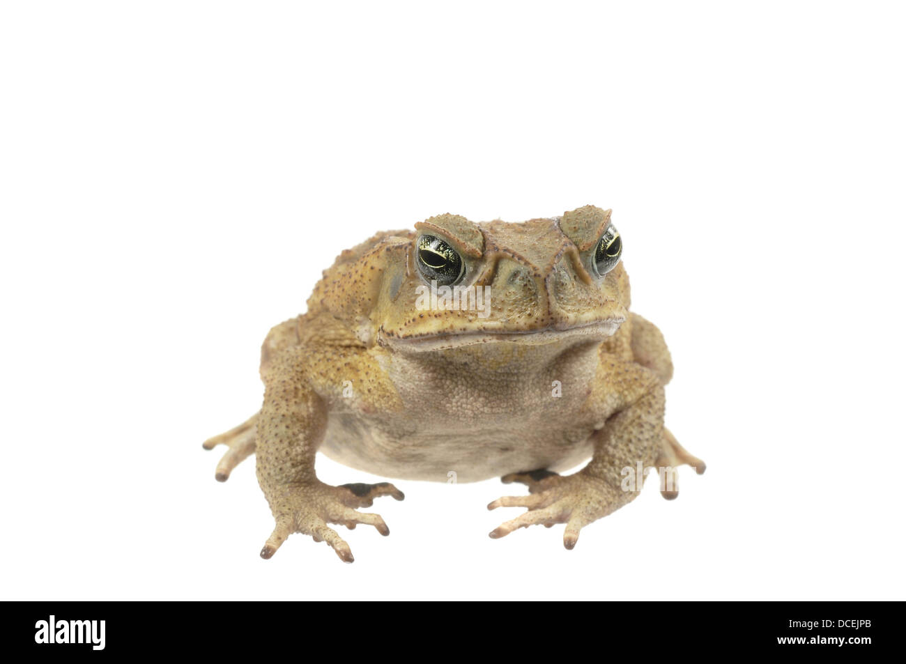 Close skin frog Cut Out Stock Images & Pictures - Alamy