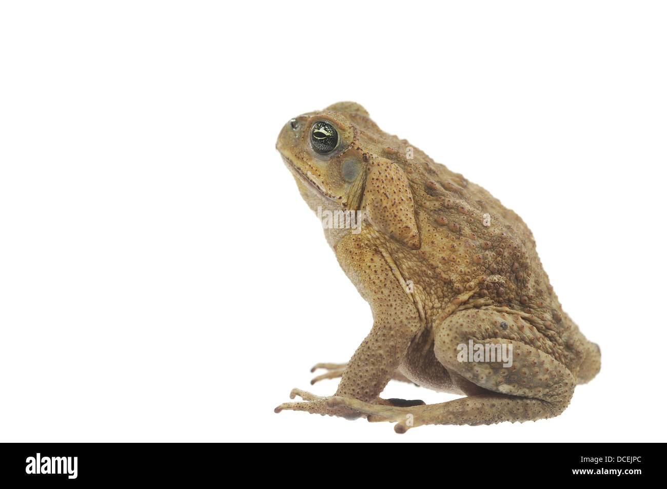 Frog skin close Cut Out Stock Images & Pictures - Alamy