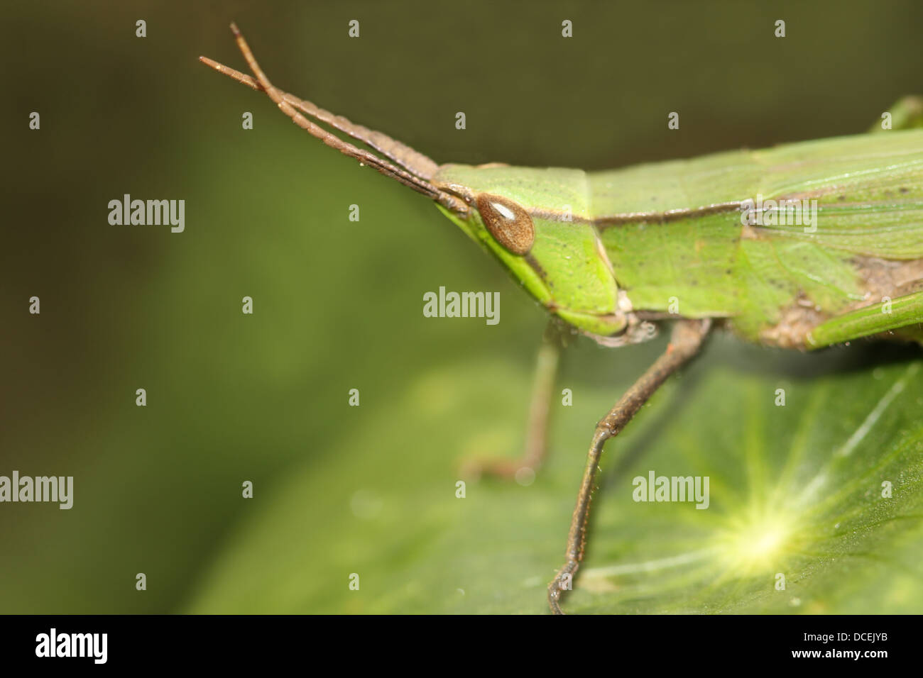 Forest hopper hi-res stock photography and images - Alamy