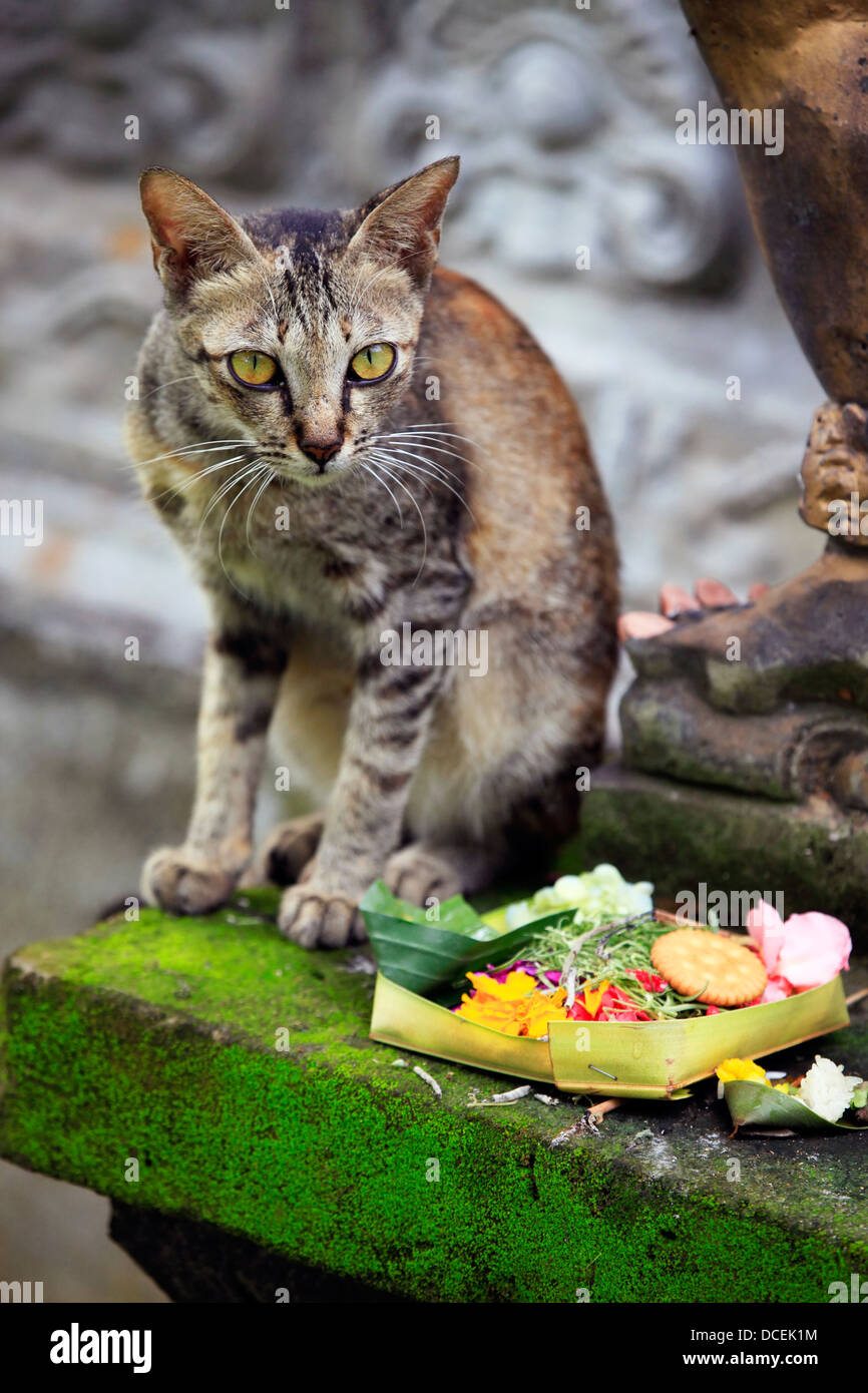Bali cat indonesia hi-res stock photography and images - Alamy