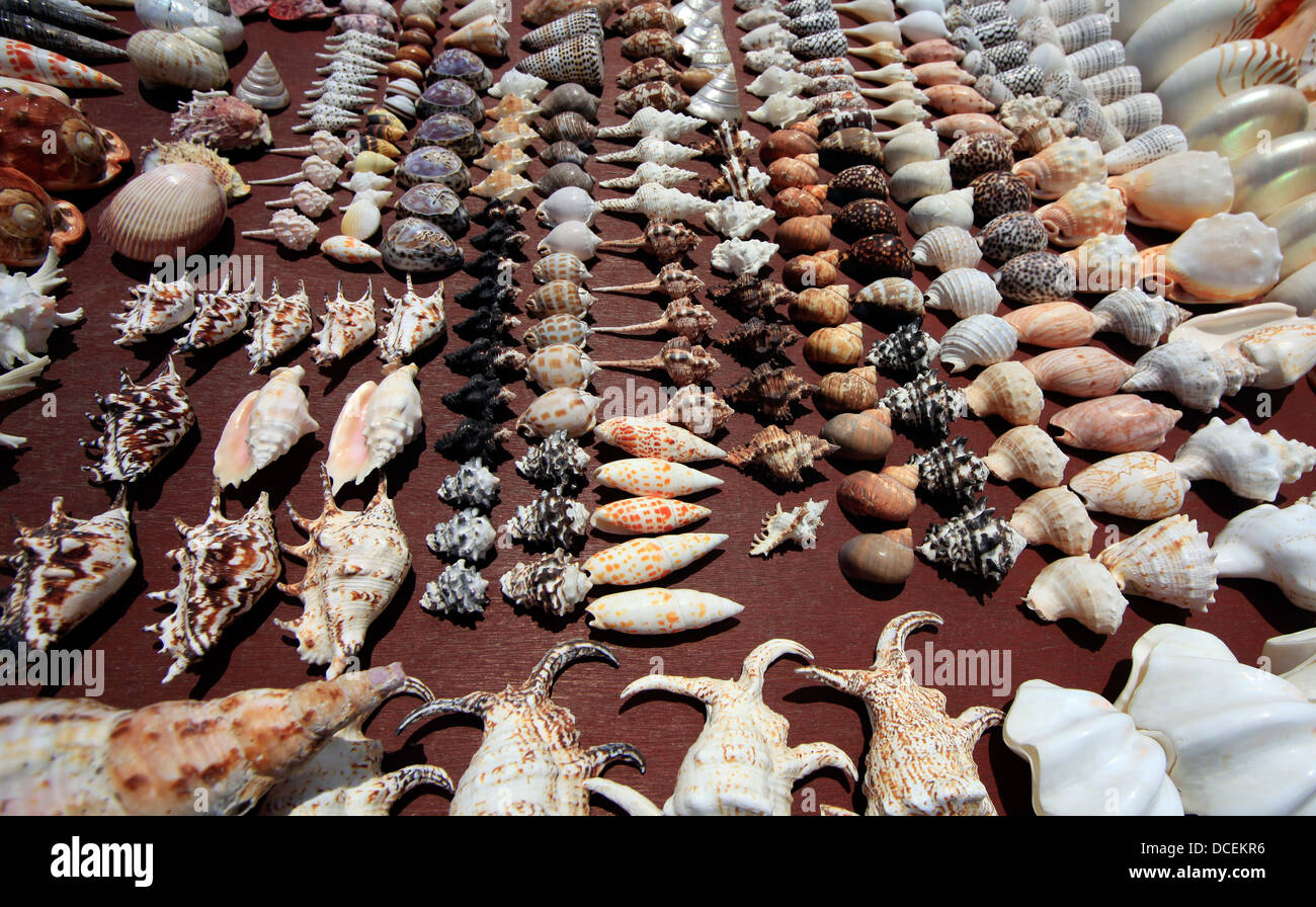 Seashell background hi-res stock photography and images - Alamy