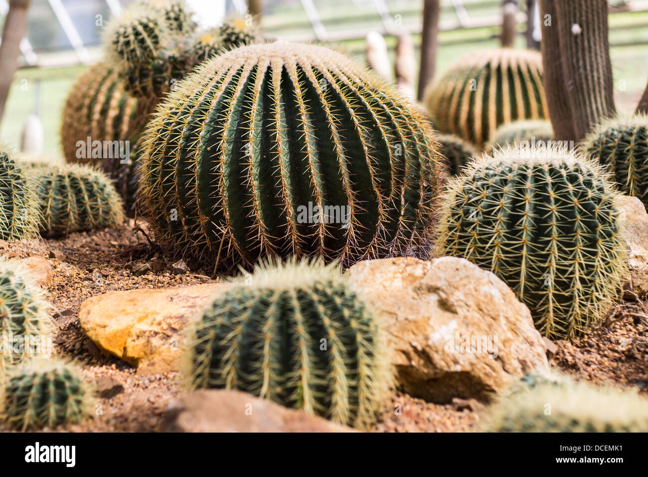 Pictures Of Cactus Garden Stock Photos & Pictures Of Cactus Garden ...