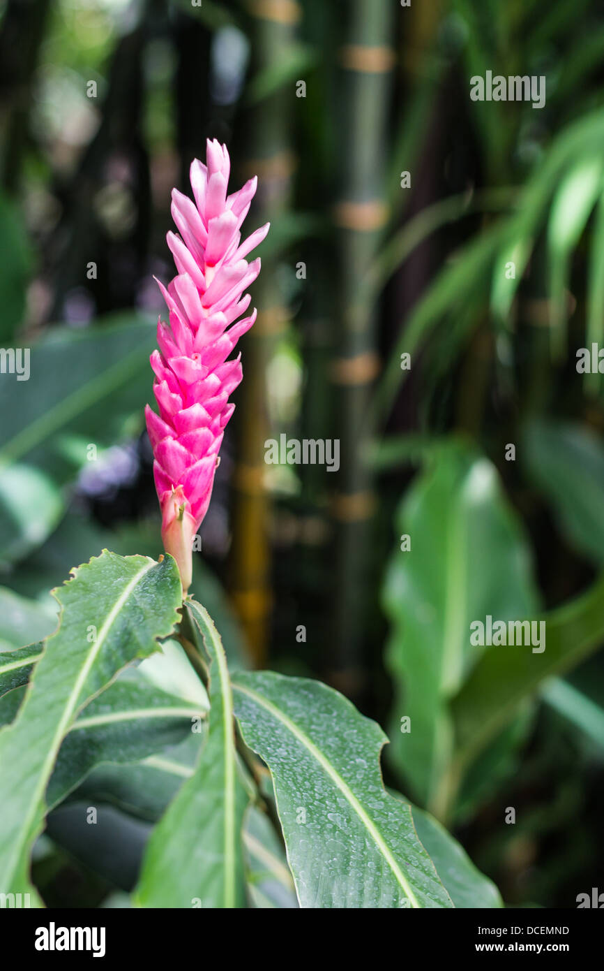 A Beautiful Tropical Pink Ginger (Alpinia Purpurata) Flower Stock Photo ...