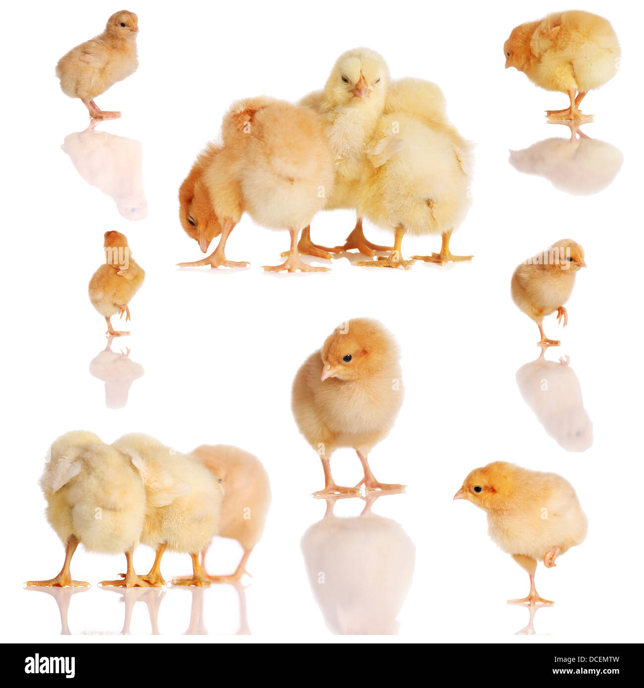 Collage of yellow chicks Stock Photo - Alamy