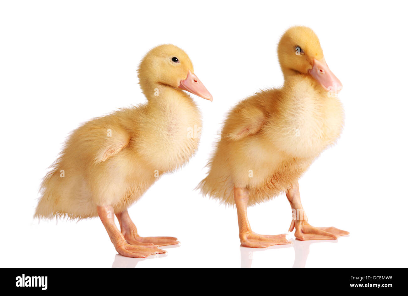 Two yellow ducklings isolated Stock Photo - Alamy