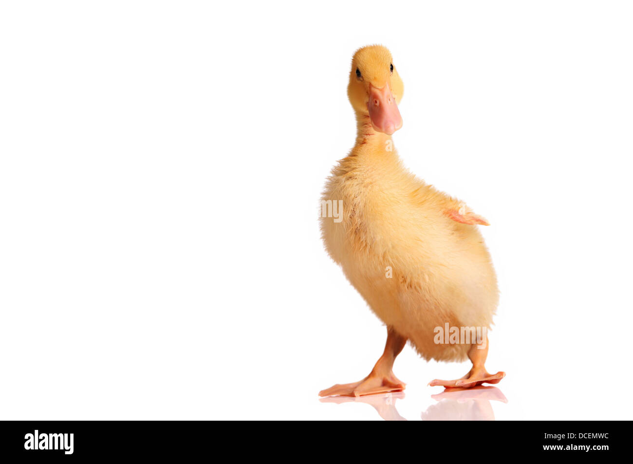Yellow duck feet Cut Out Stock Images & Pictures - Alamy