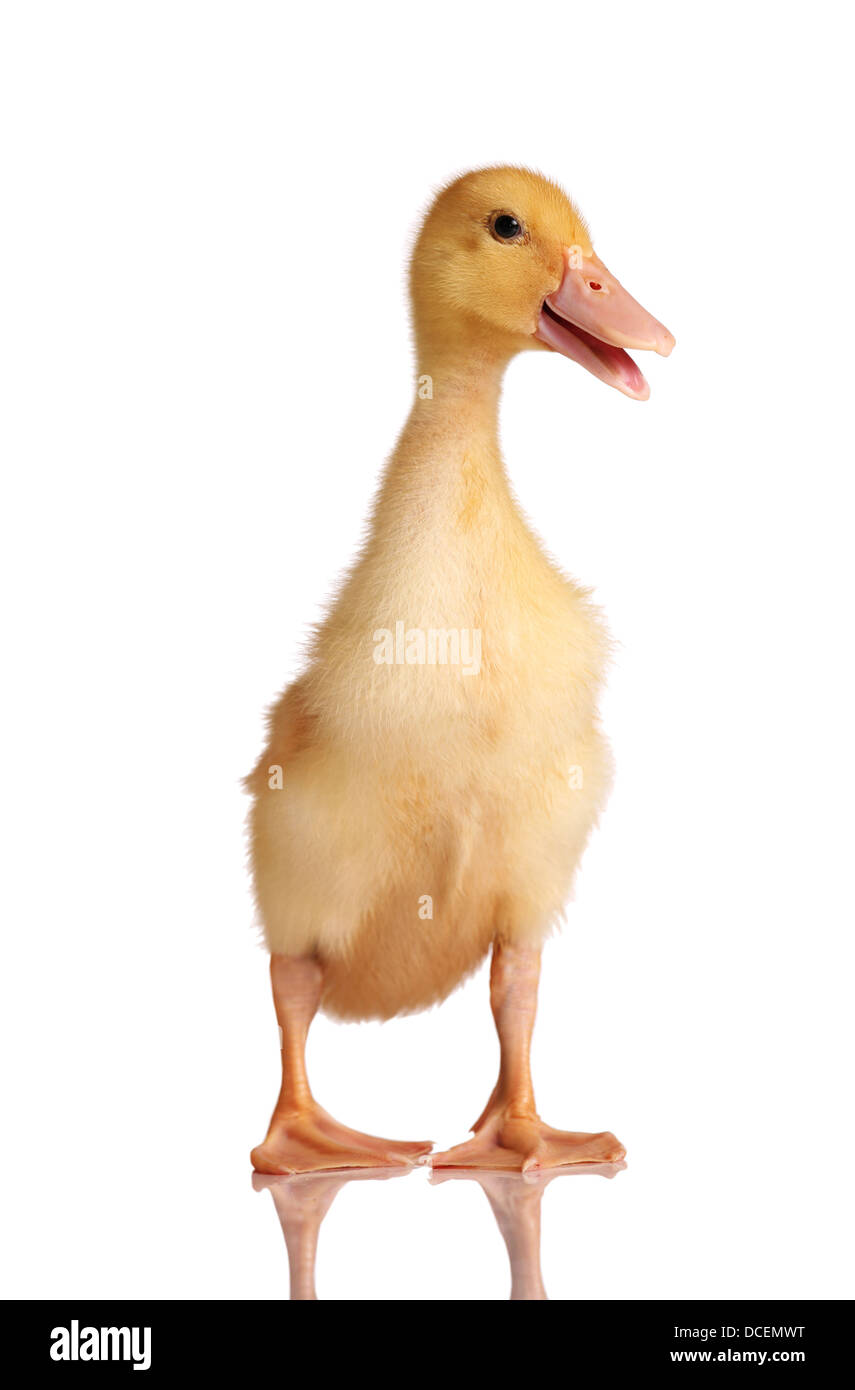 Yellow duck feet Cut Out Stock Images & Pictures - Alamy