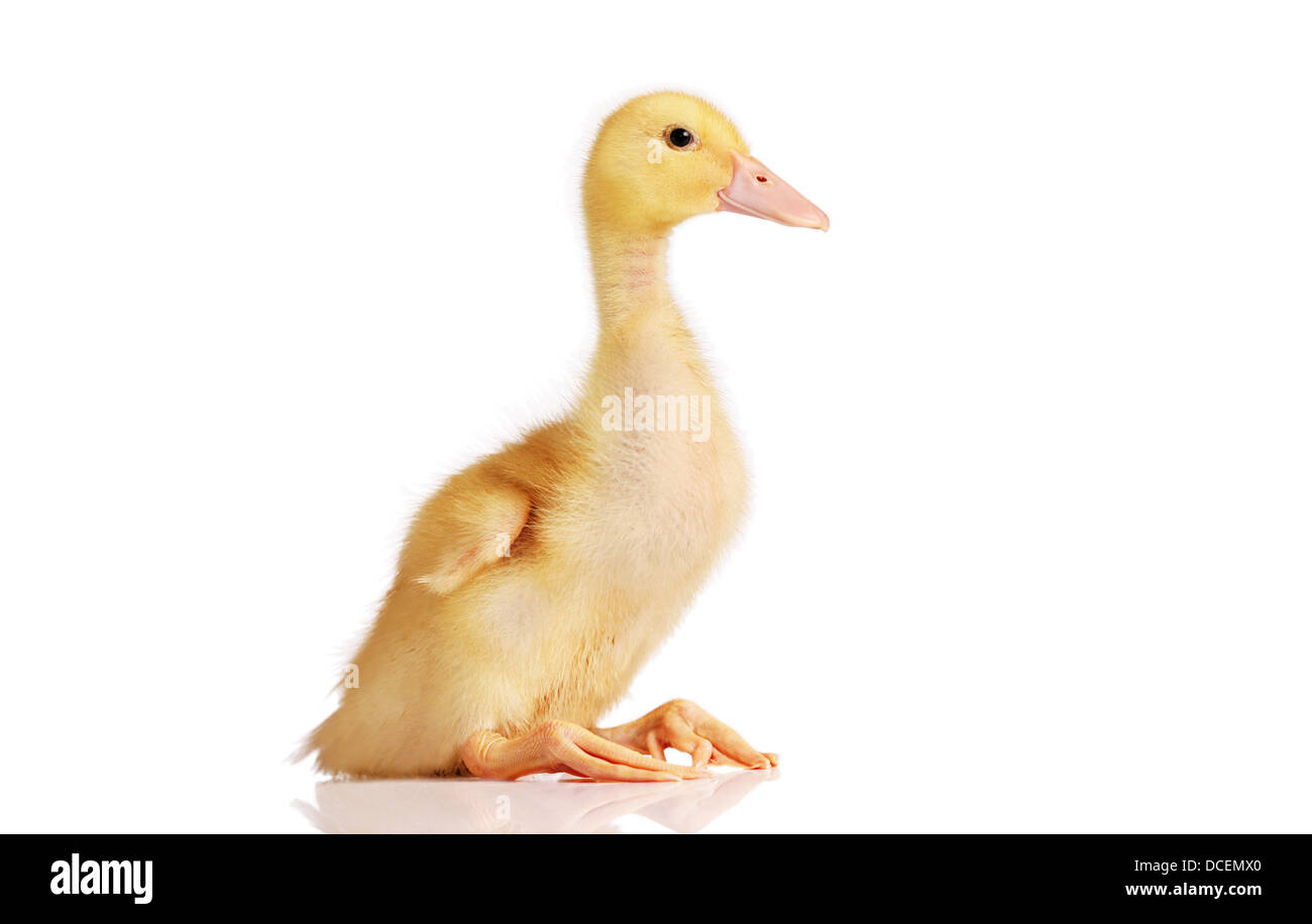 Duckling sitting hi-res stock photography and images - Alamy