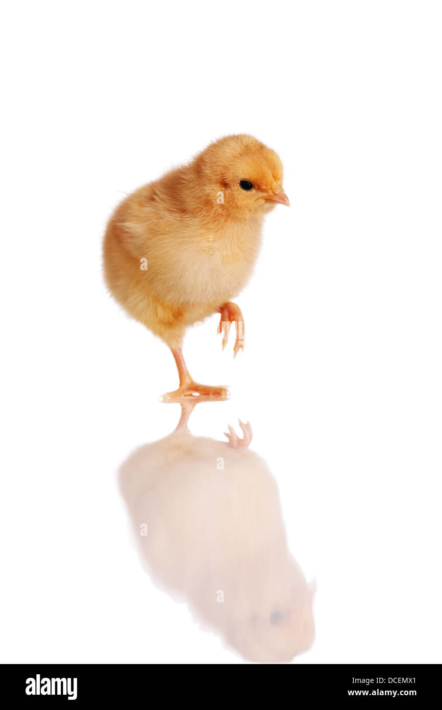 Chick standing isolated on white Stock Photo - Alamy