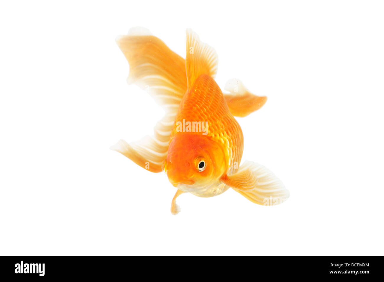 Fantail goldfish hi-res stock photography and images - Alamy