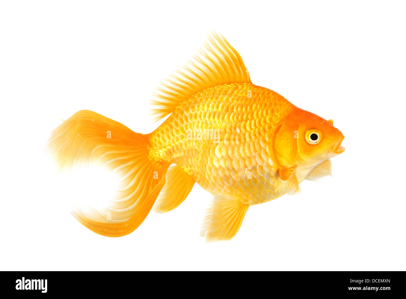 Beautiful fantail goldfish Stock Photo - Alamy
