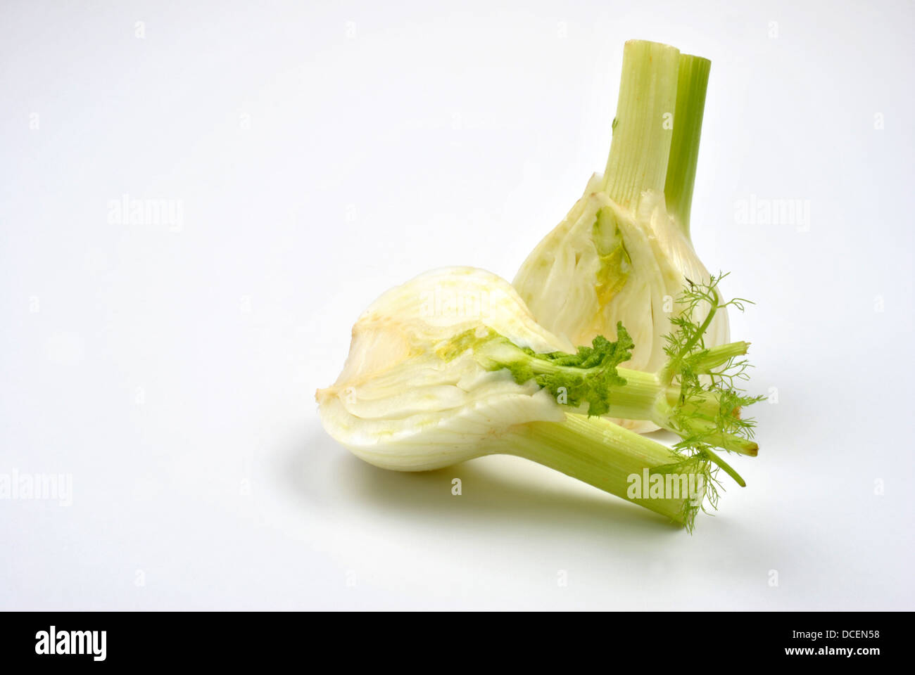 one organic fennel and a white background Stock Photo - Alamy