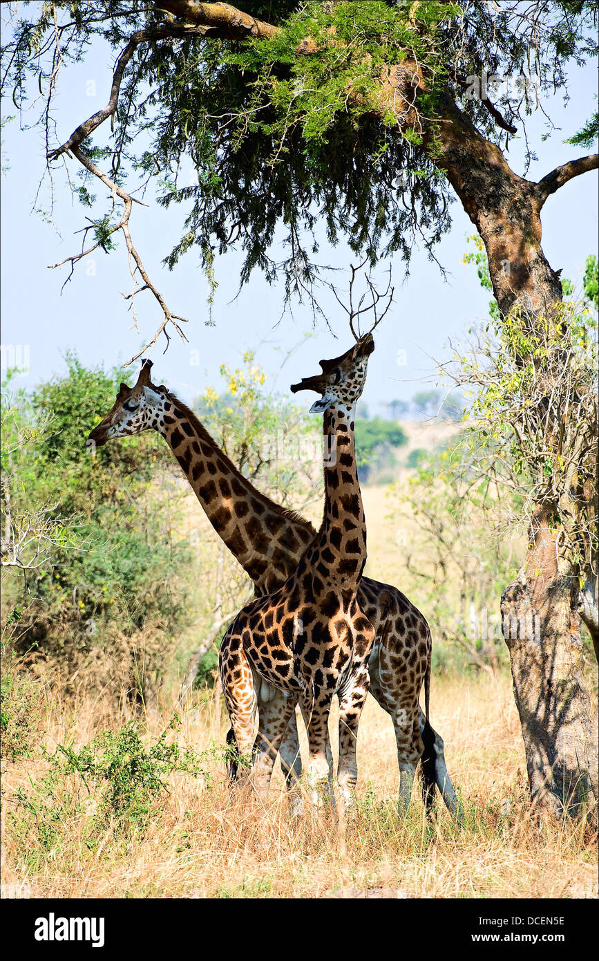 Giraffe under tree hi-res stock photography and images - Alamy