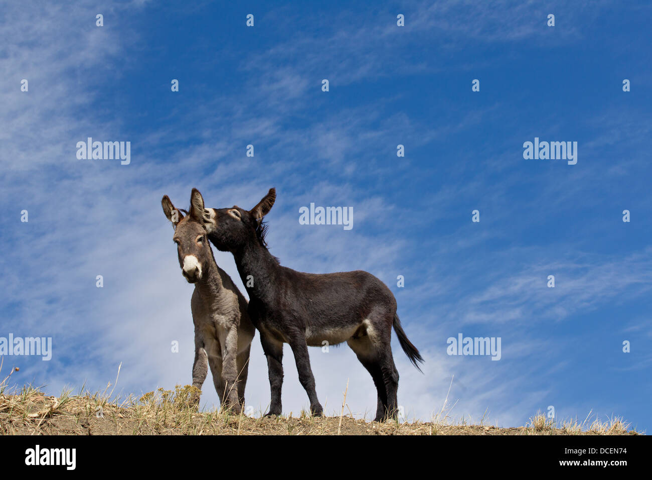 Cimarron new mexico hi-res stock photography and images - Alamy