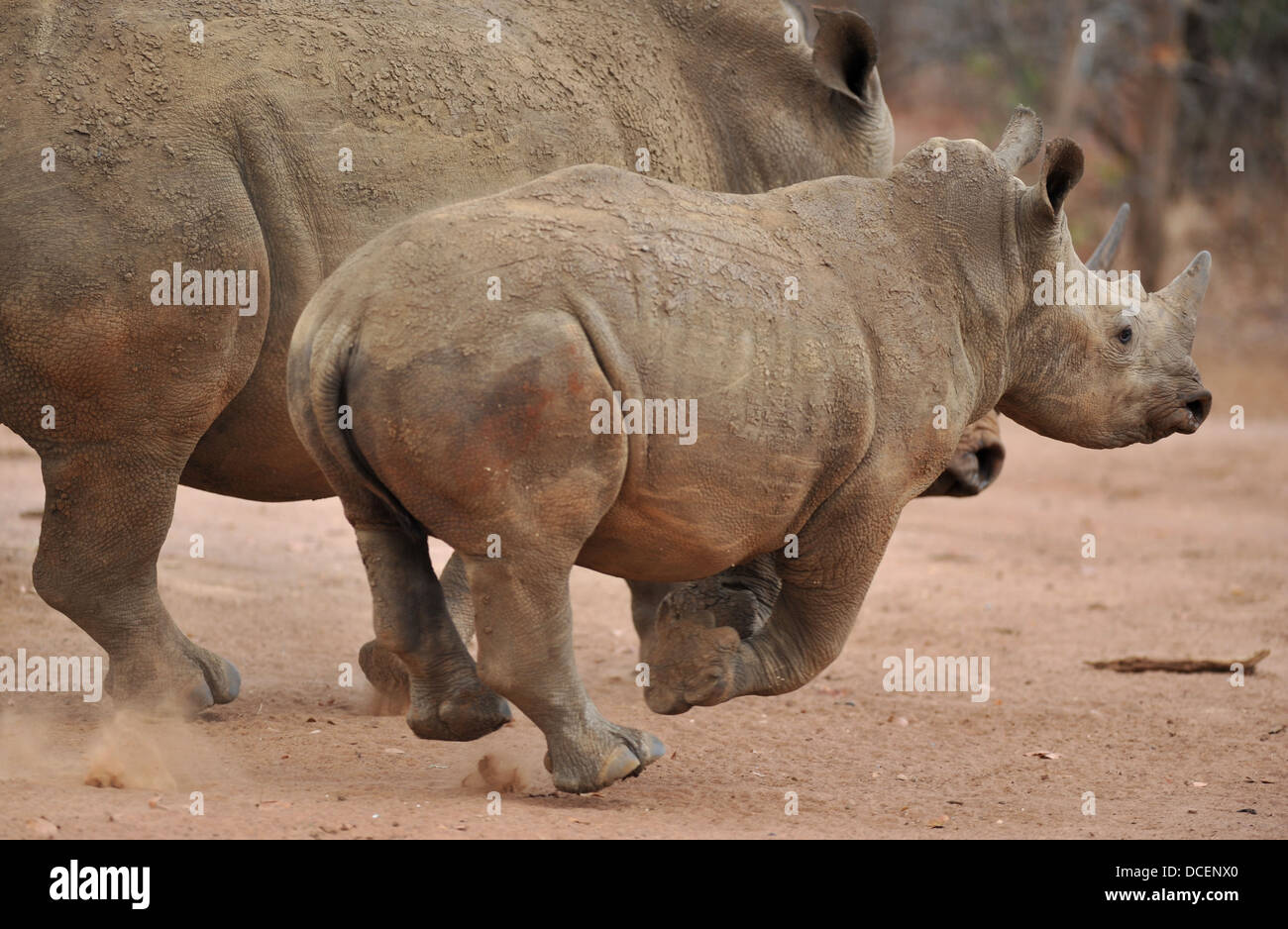 White rhinoceros running in the bush hi-res stock photography and ...