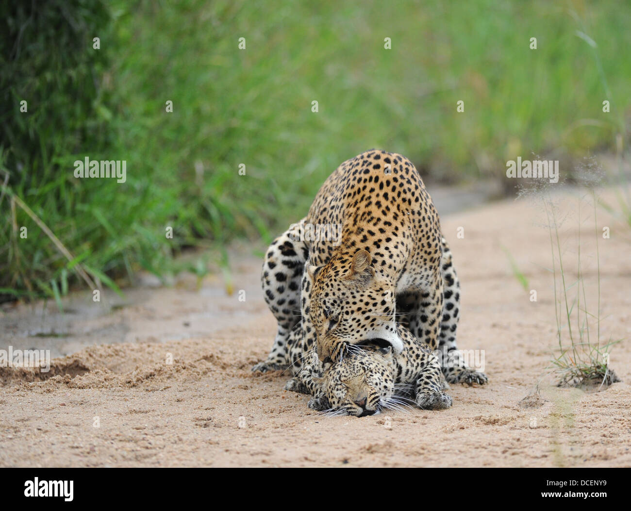 couple of leopard mating in a river bed Stock Photo - Alamy