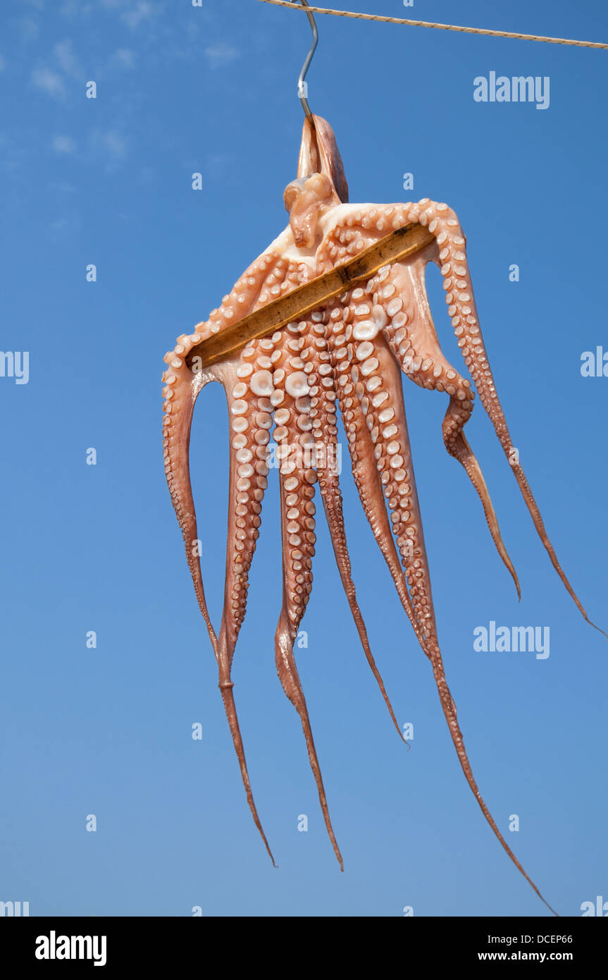 Inkfish hi-res stock photography and images - Alamy