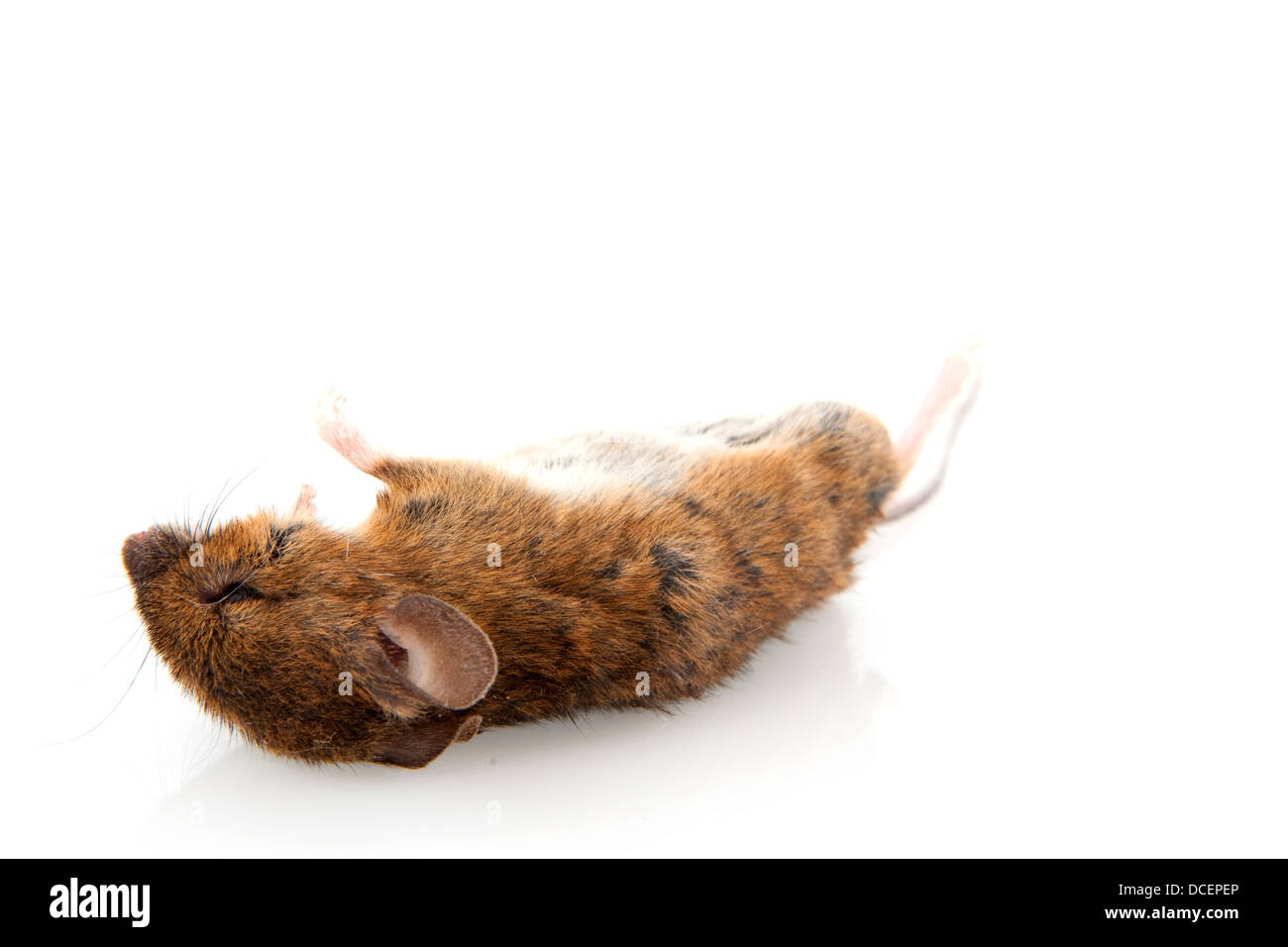Dead rodent Cut Out Stock Images & Pictures - Alamy