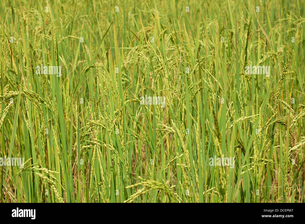Sierra leone rice hi-res stock photography and images - Alamy
