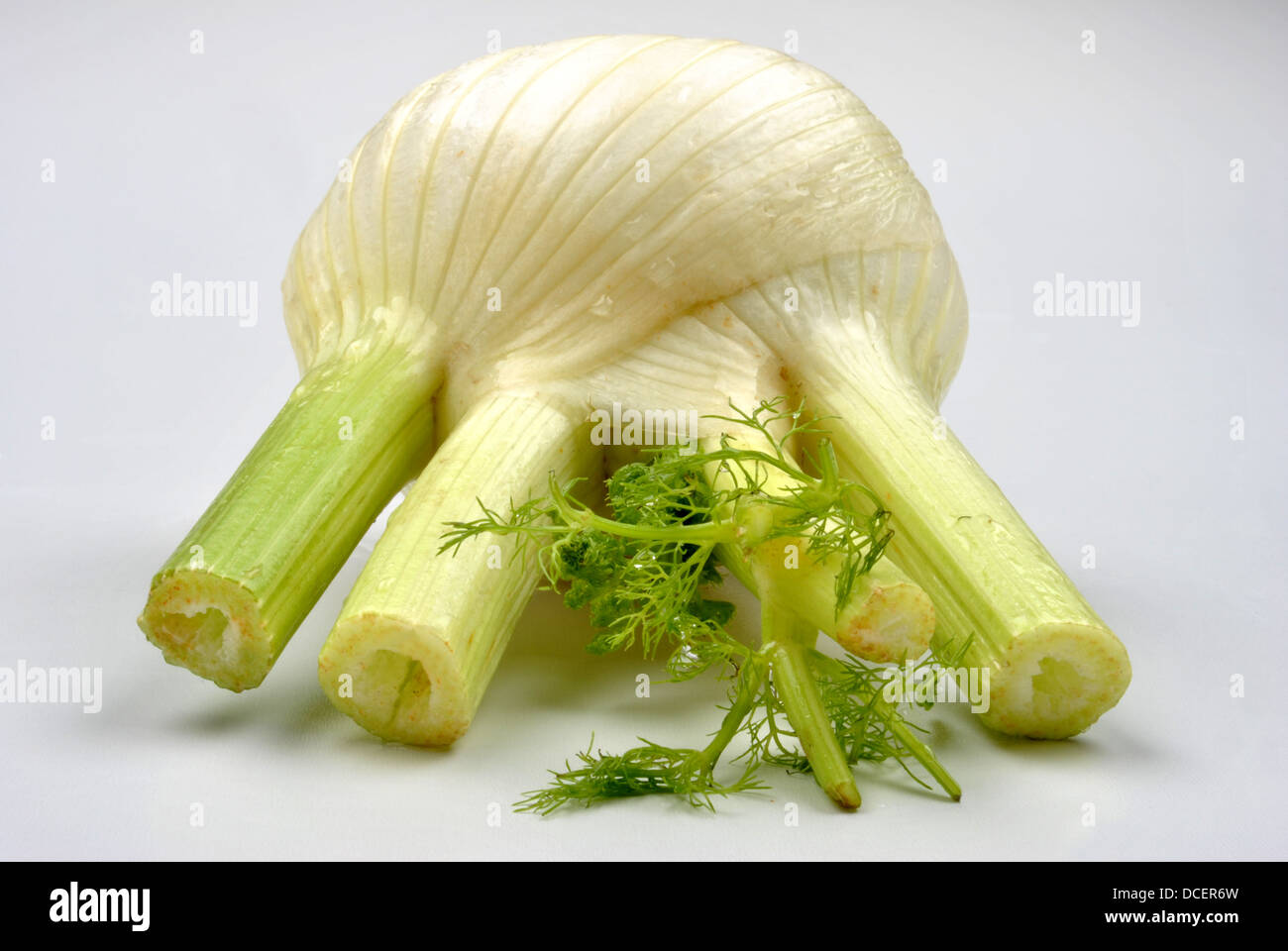 one organic fennel and a bright background Stock Photo - Alamy