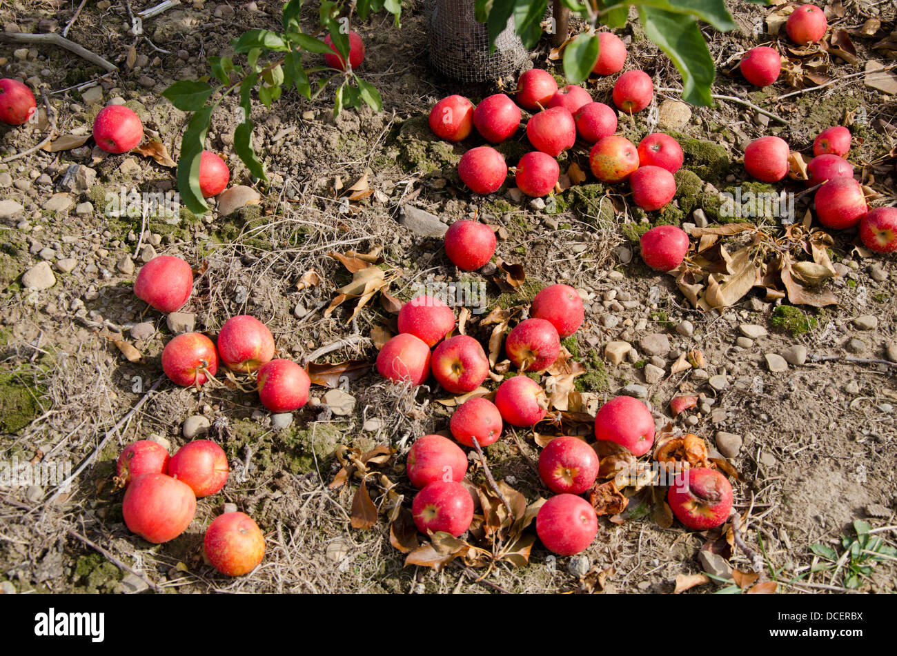 Upstate new york apple orchard hi-res stock photography and images - Alamy