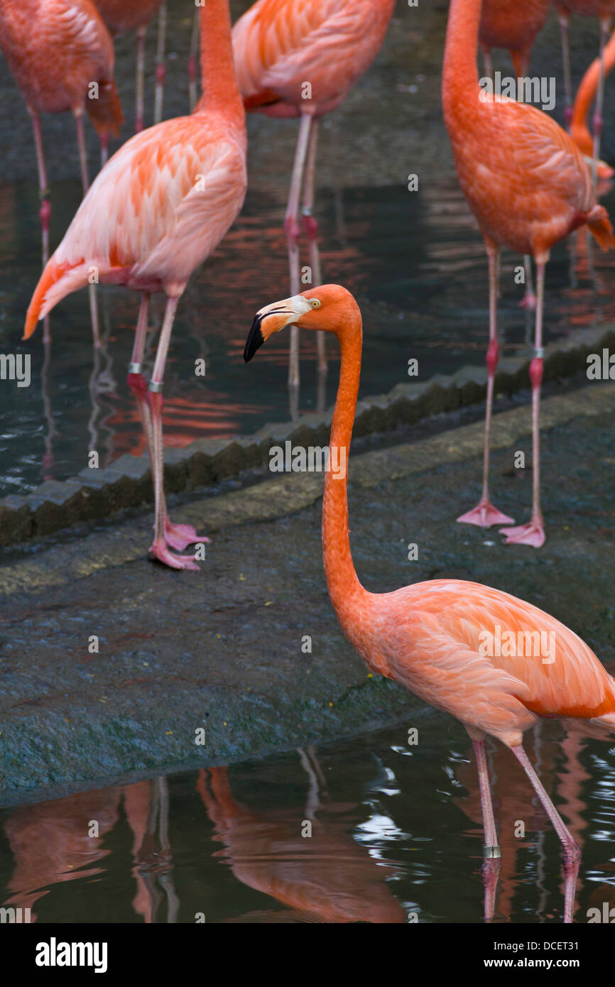 Focus on a single Flamingo inside the Jurong Bird Park with other ...