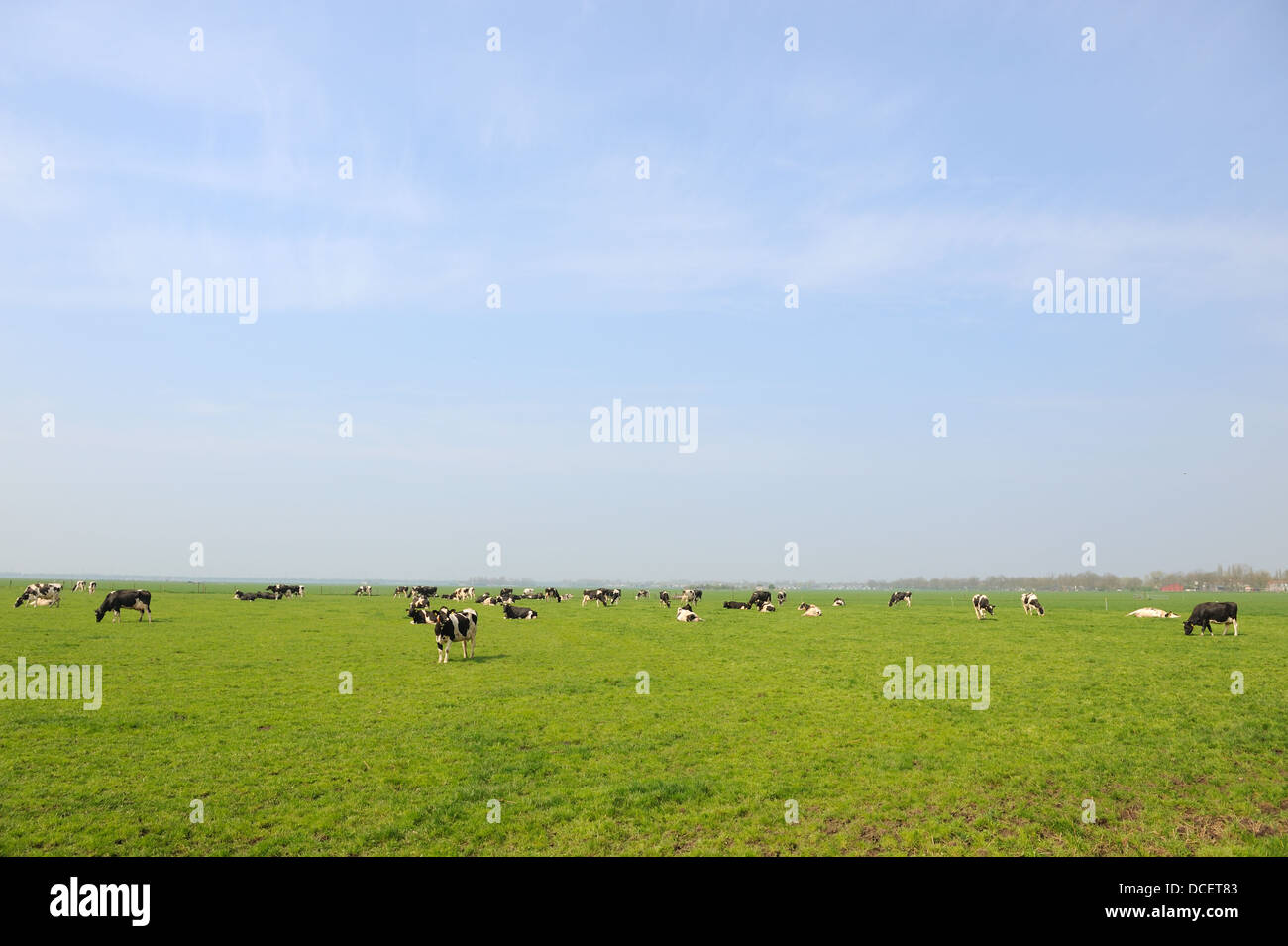 Typical Dutch landscape Stock Photo - Alamy