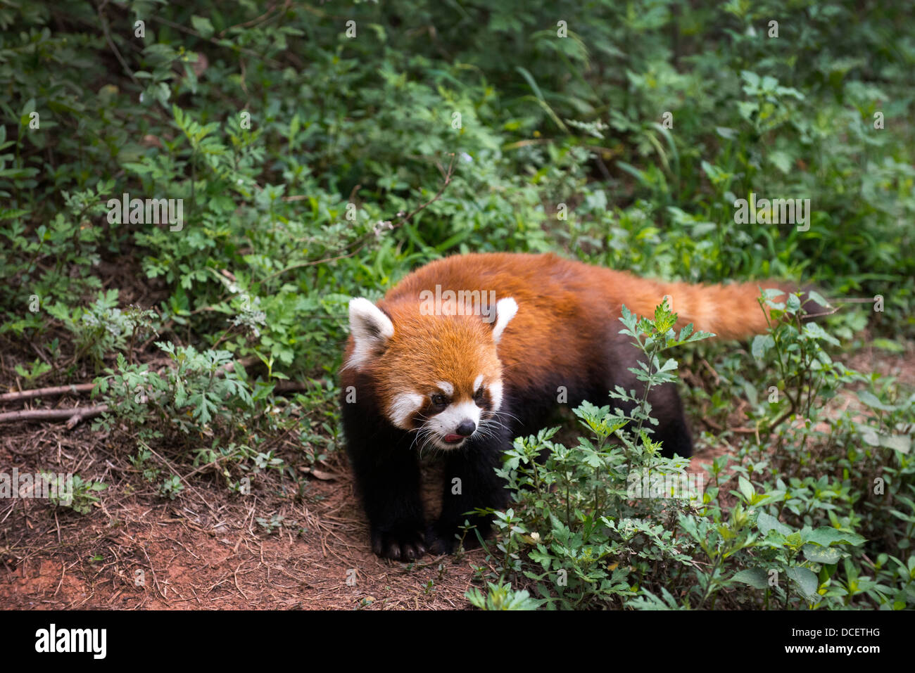 red panda (Ailurus fulgens Stock Photo - Alamy
