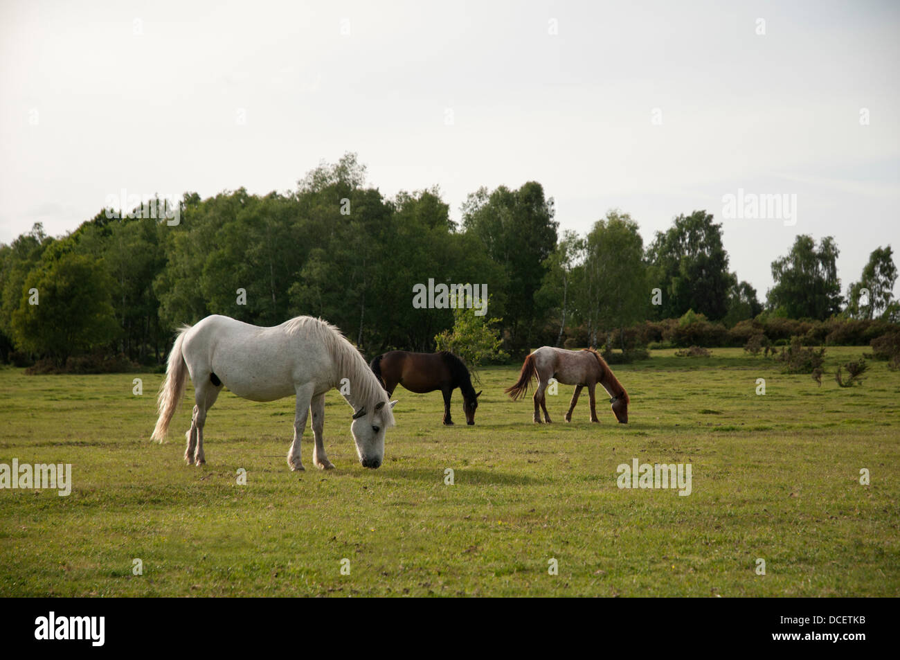 Three ponies grazing on open land in The New Forest, England Stock ...