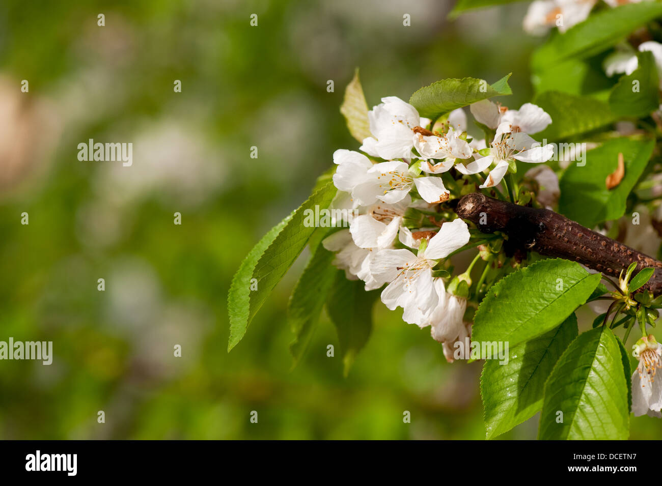 Cherry blossom tree Stock Photo - Alamy