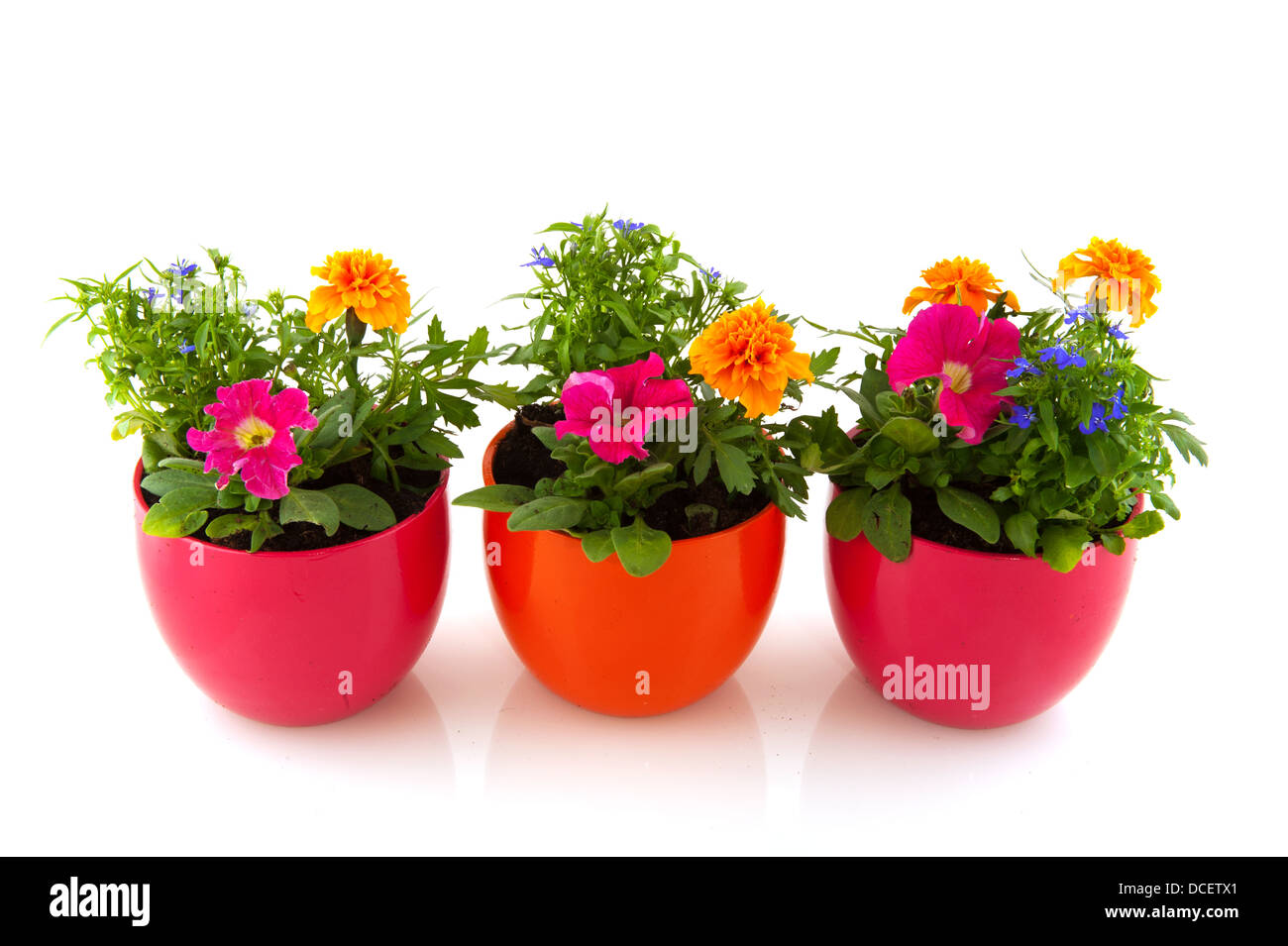 Floral flowers garden Cut Out Stock Images & Pictures - Alamy