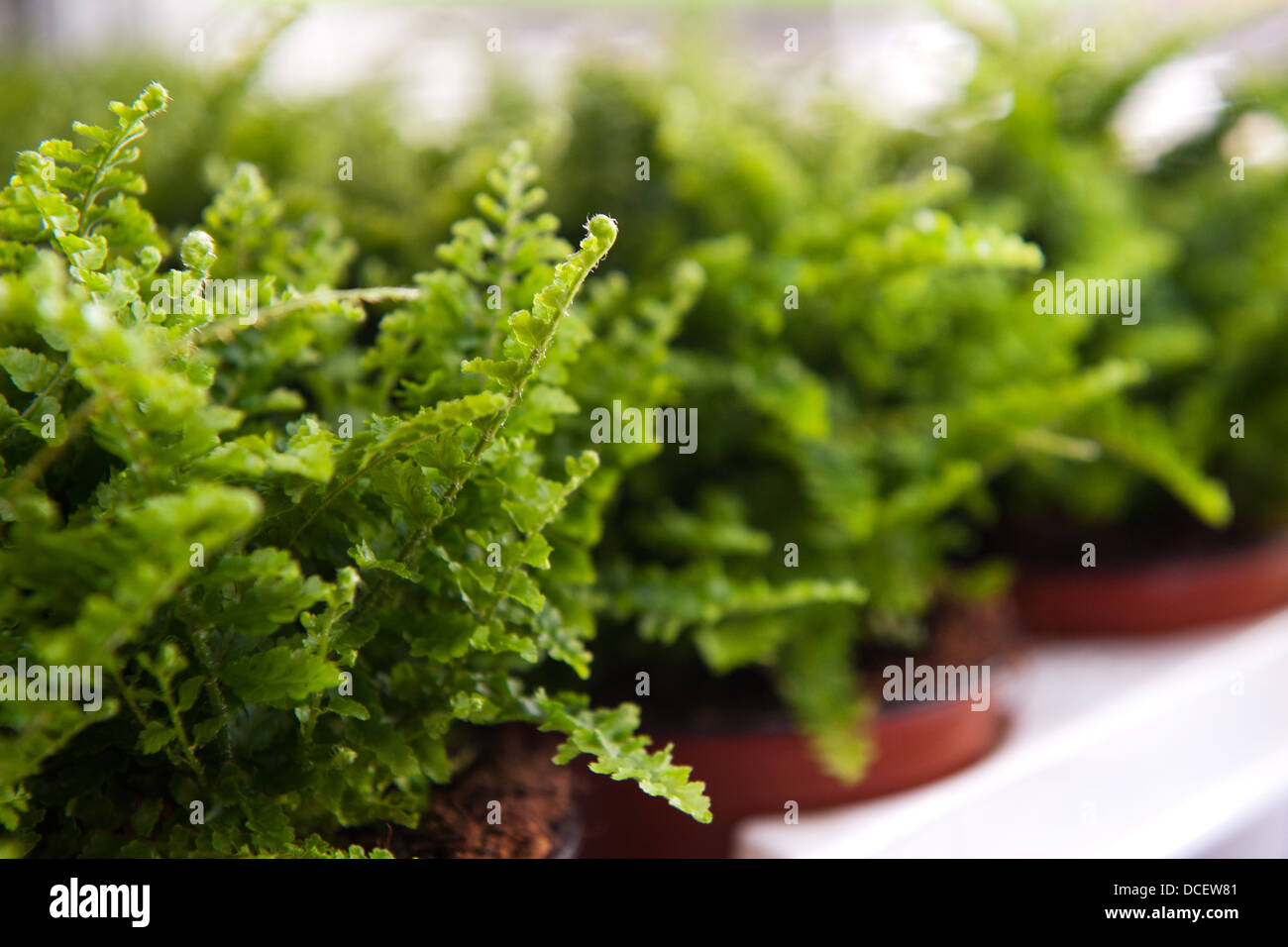 Fern plants hi-res stock photography and images - Alamy